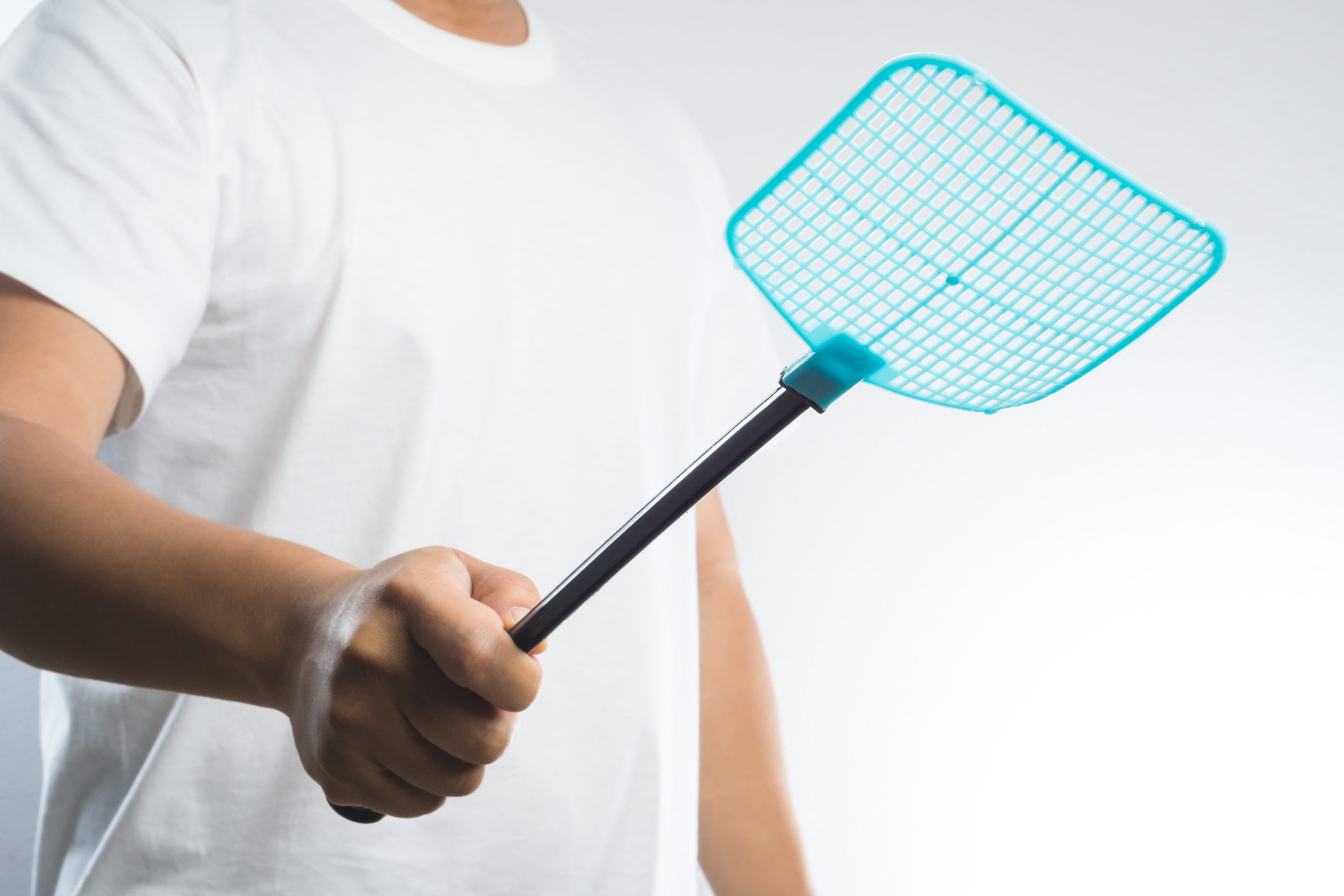 Flies - D-Tec Pest Solutions | Fly Control Pest Services