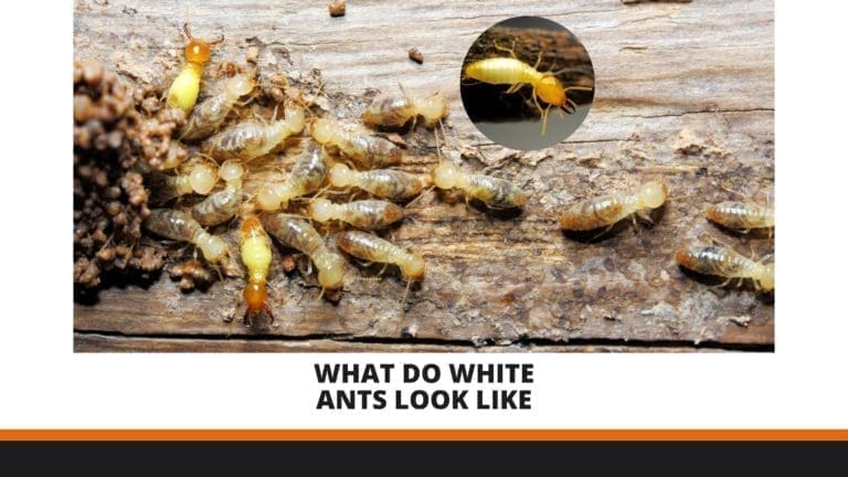 What Do White Ants Look Like? - D-Tec Pest Solutions